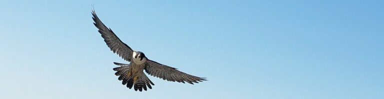 Union County Falcon Camera – Home to the fastest animal on the planet ...