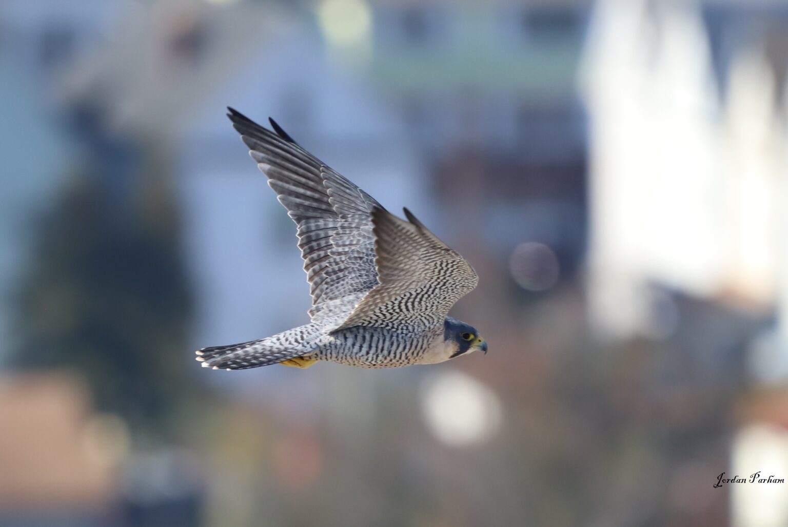 Union County Peregrine Falcon Camera – Home to the fastest animal on ...
