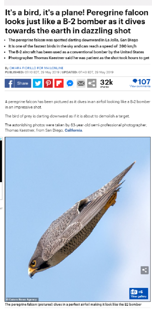 It’s a bird, it’s a plane! Peregrine falcon looks just like a B-2 ...