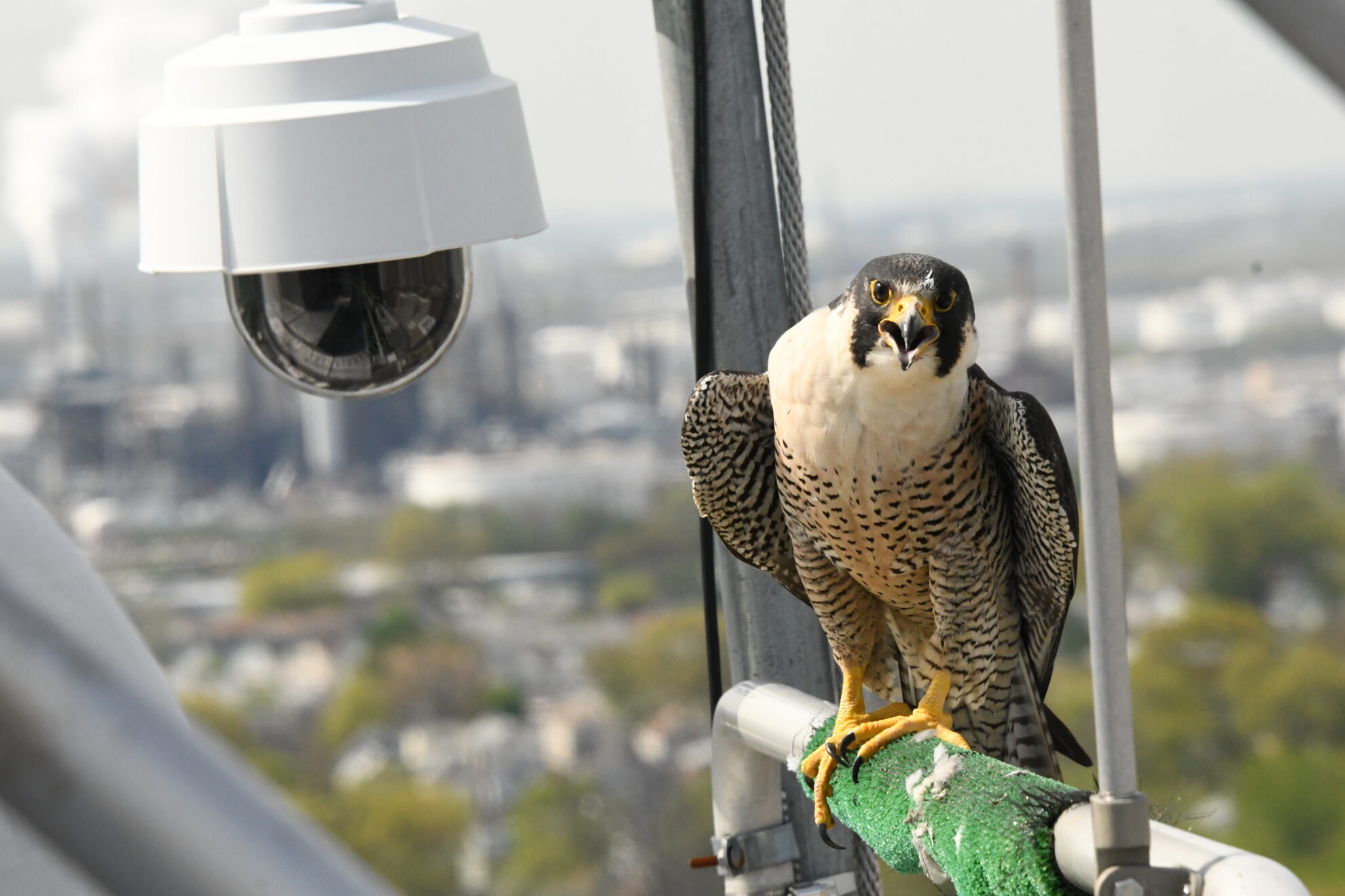 Quiz – Union County Falcon Camera