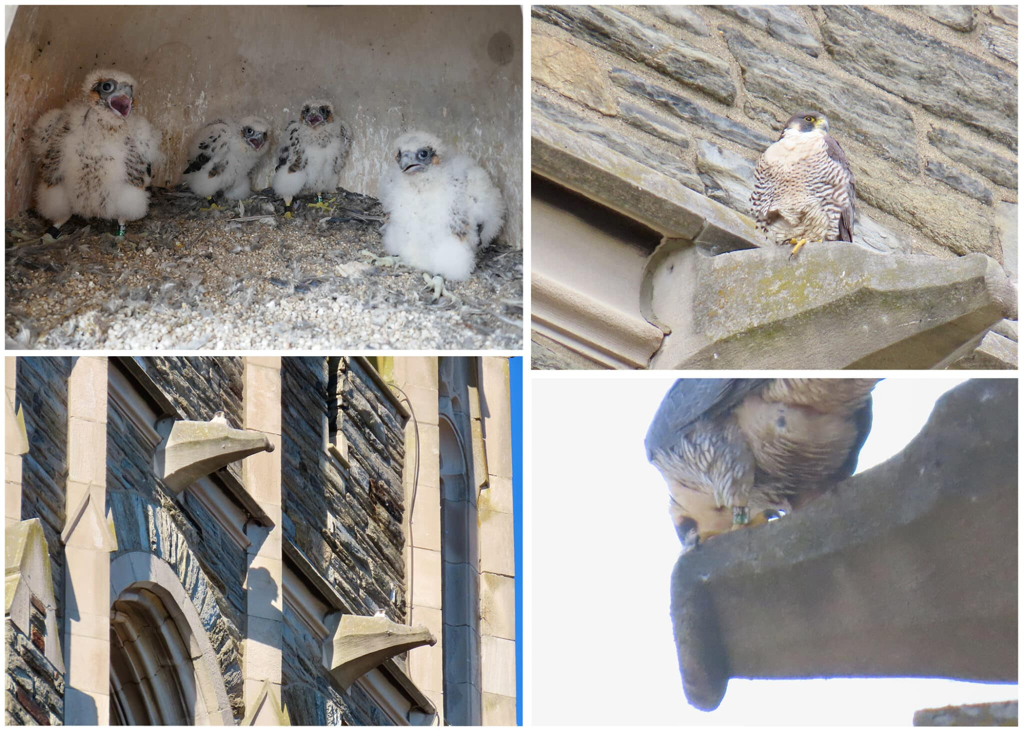 One of our 2023 fledglings has taken up residence in Philadelphia ...