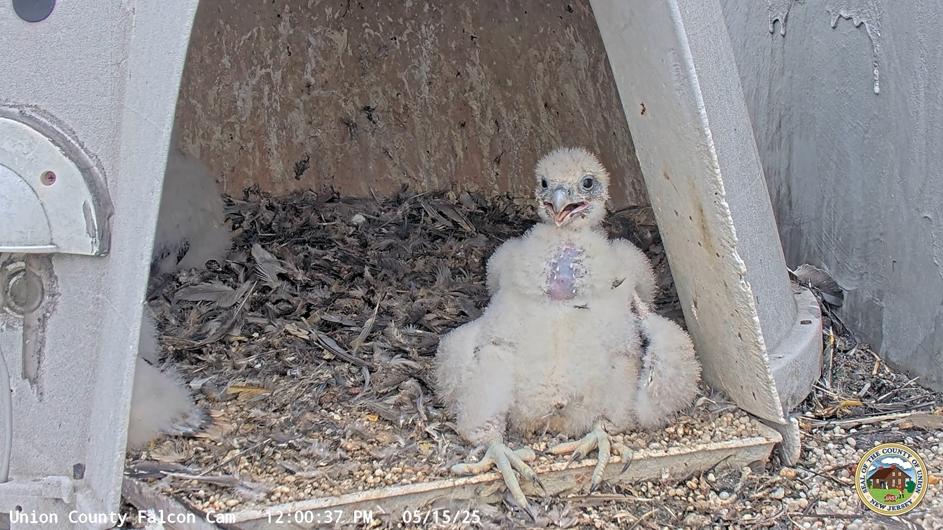 Union County Falcon Camera – Home to the fastest animal on the planet ...