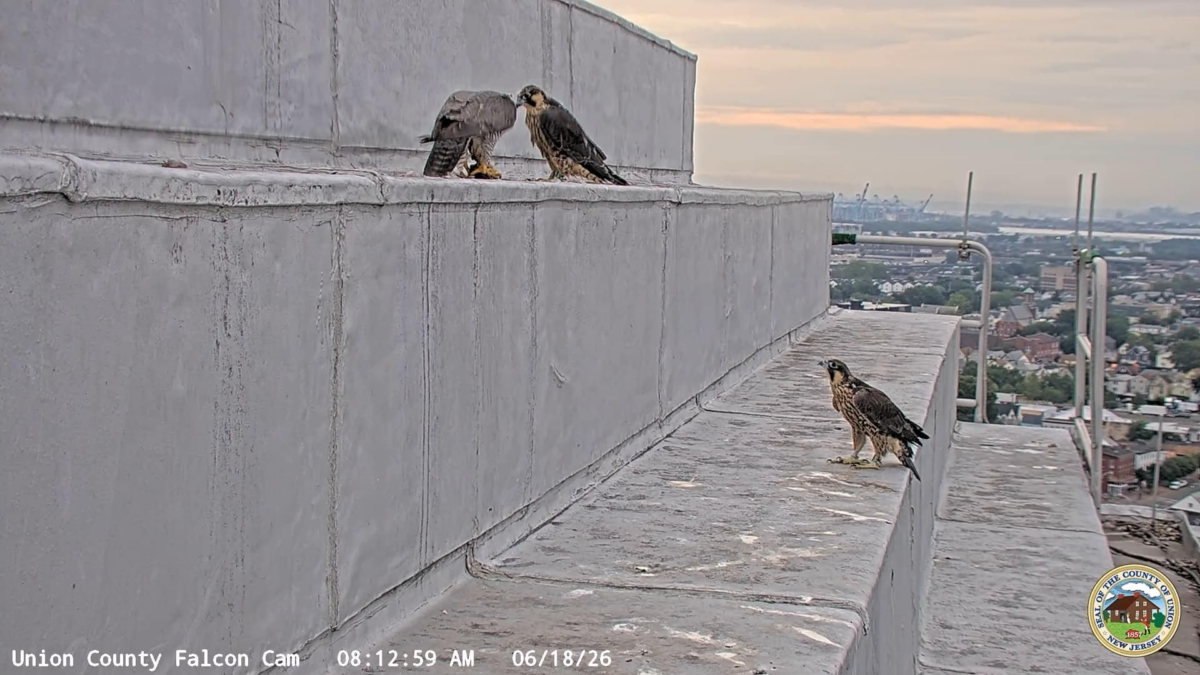 Getting Close to Fledgling – Union County Peregrine Falcon Camera