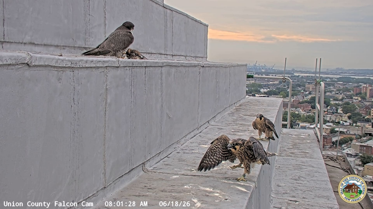 Getting Close to Fledgling – Union County Peregrine Falcon Camera
