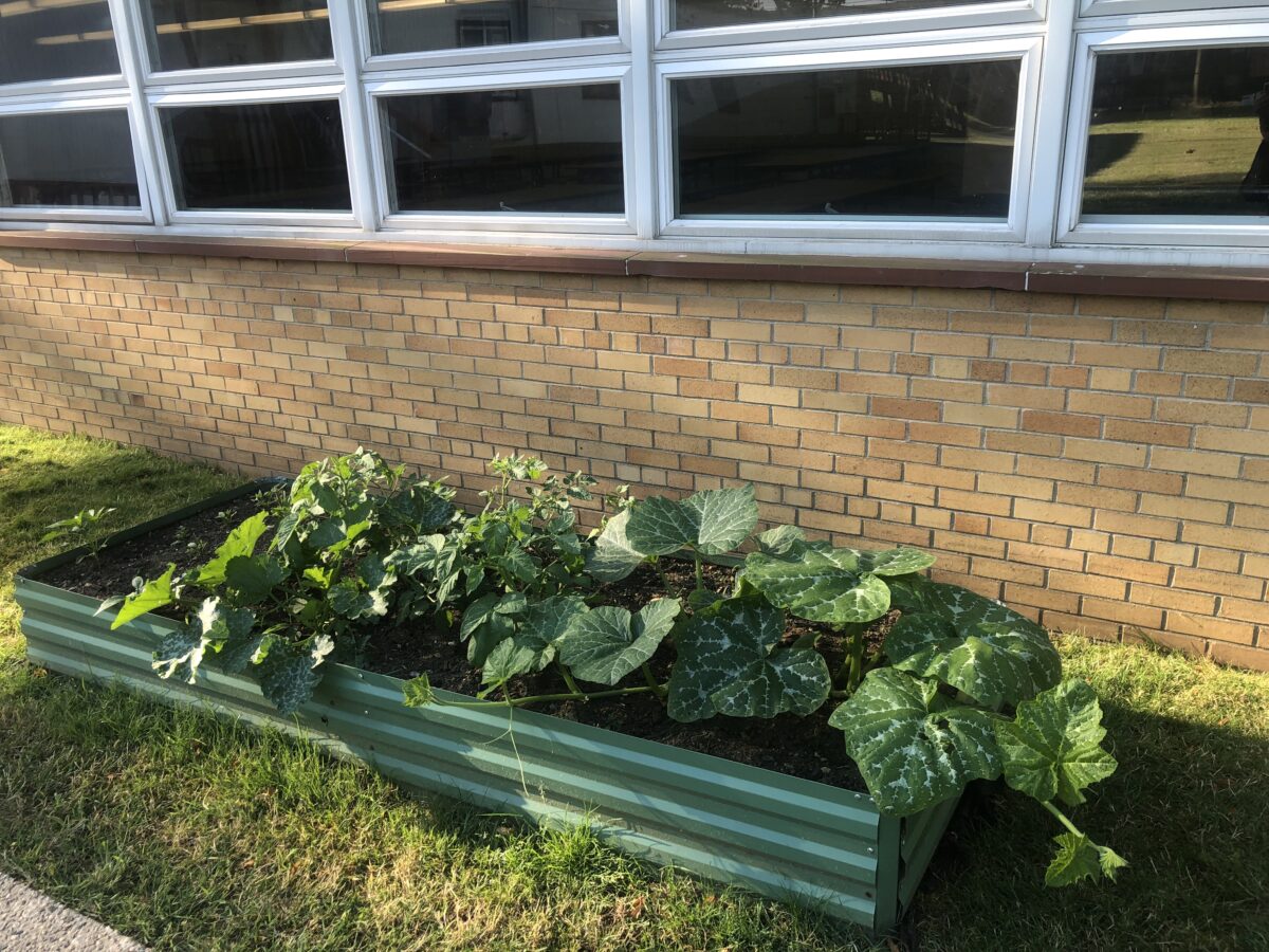 Benny’s Blooms are Sprouting in Elizabeth – Union County Plant A Seed Blog