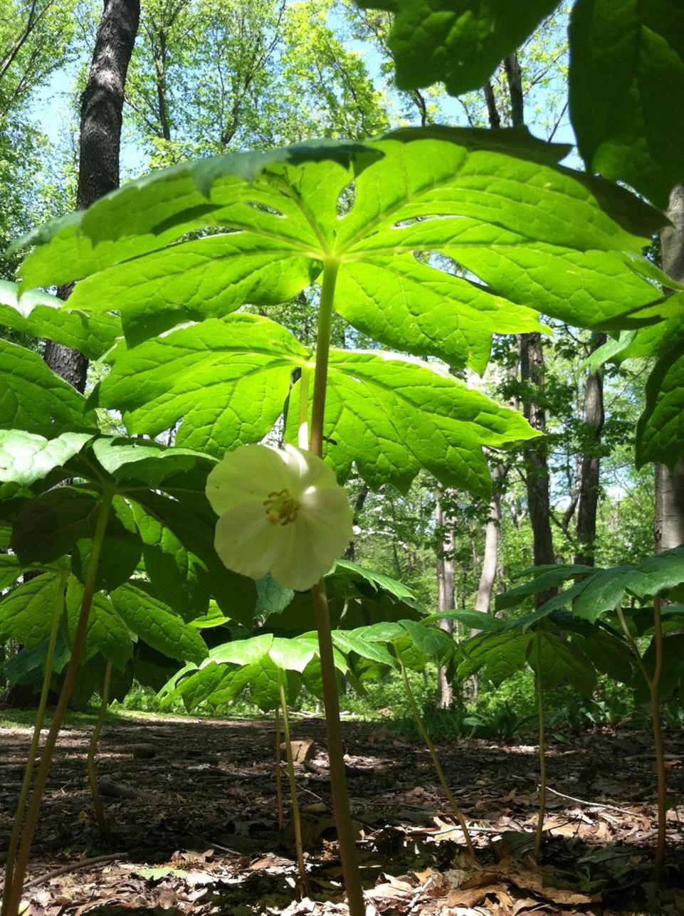 Trailside Nature & Science Center – County of Union, New Jersey